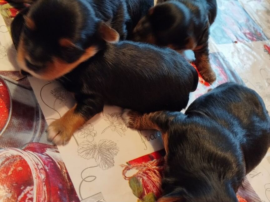 Йоркширский терьер щенки