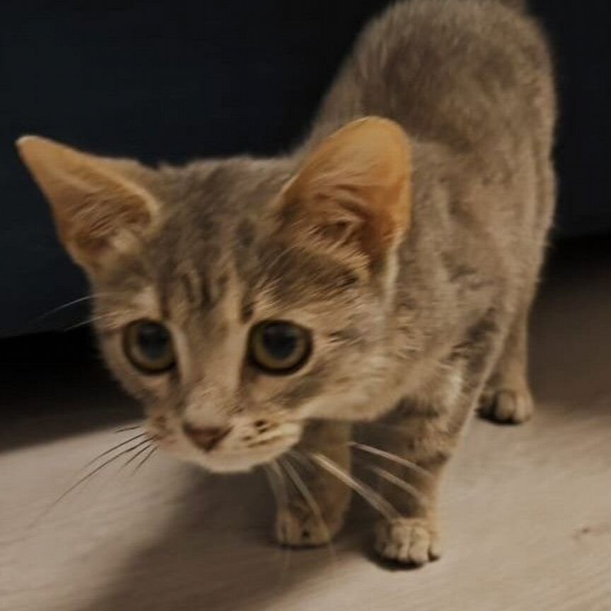 Котёнок от частного владельца