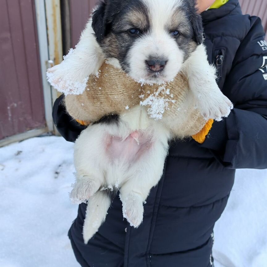 Щенки ретривера