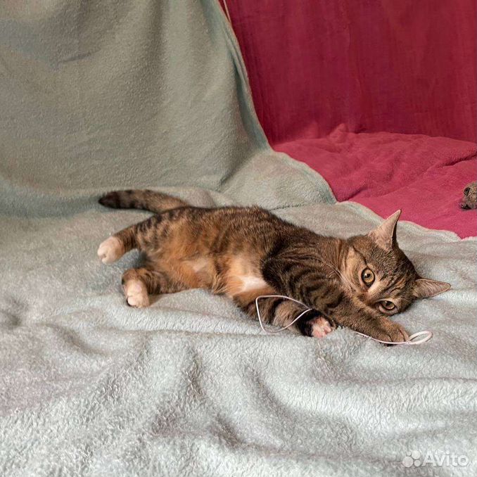 Кошка кот котята котенок не порода, но нужн любовь