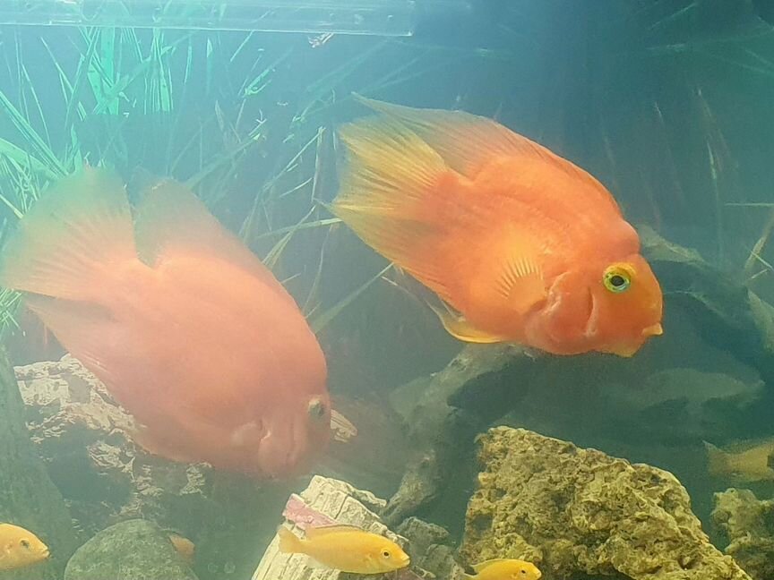 Аквариумная рыбка Попугай