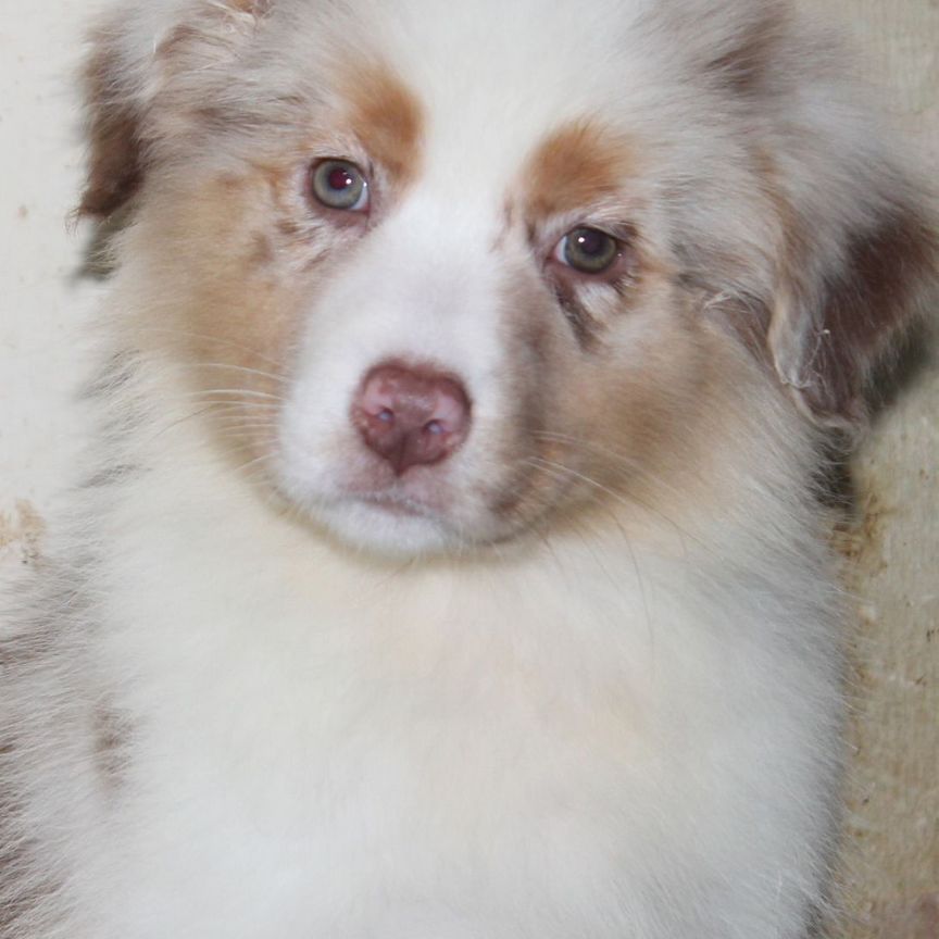 Австралийская овчарка