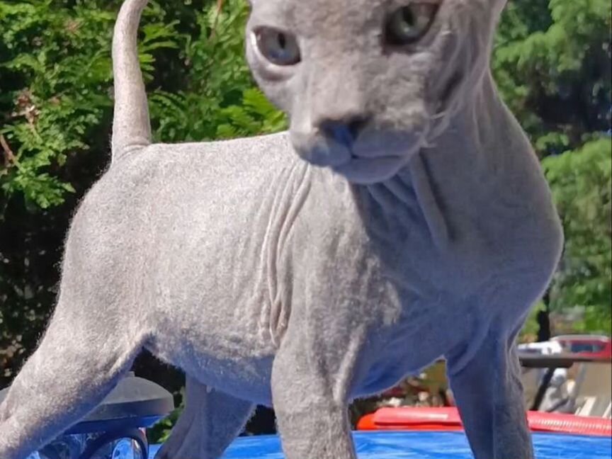 Донской сфинкс. Котята