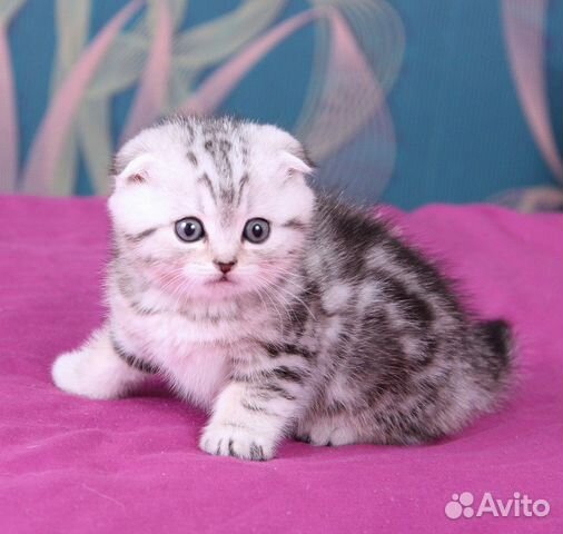 Кошечка вислоухая шотландская, задорный характер