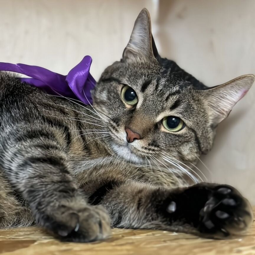 Взрослая, Девочка кошка в добрые руки