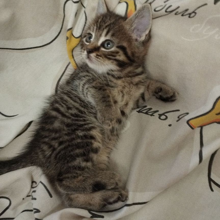 Котёнок в добрые руки