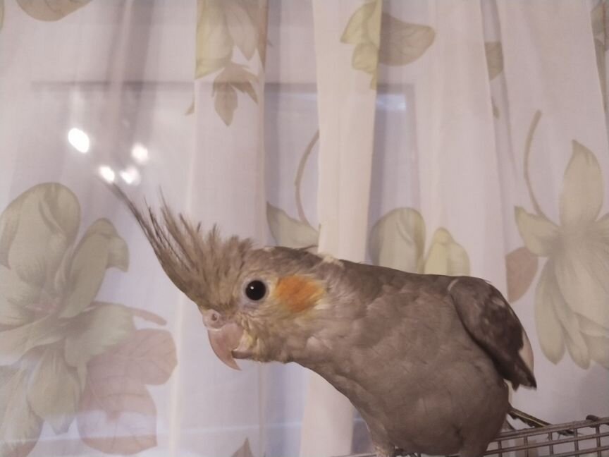 Попугай карелла