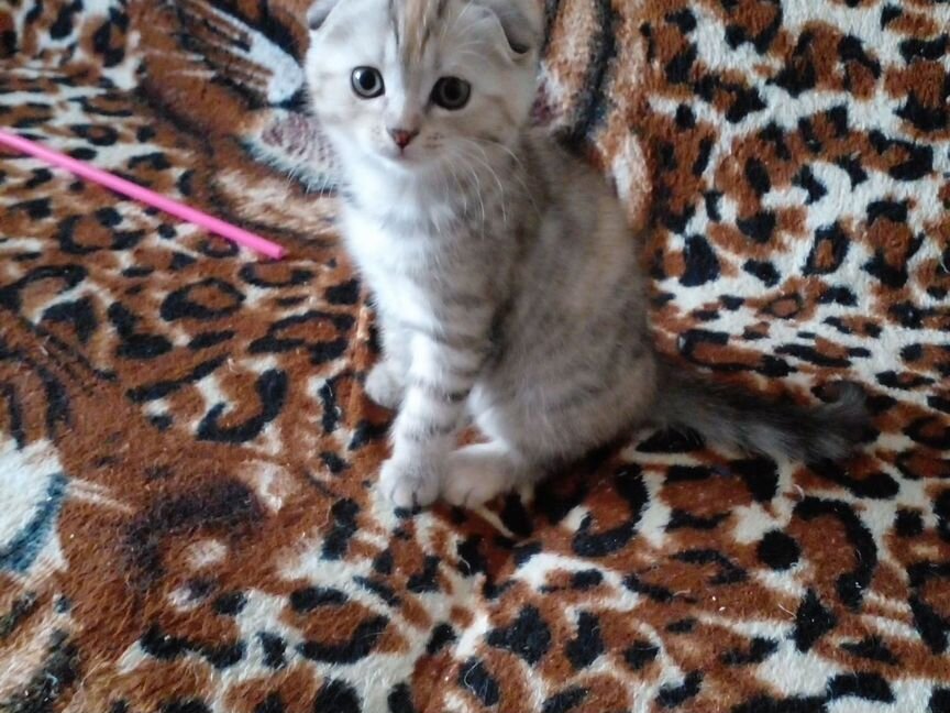 Шотландские котята