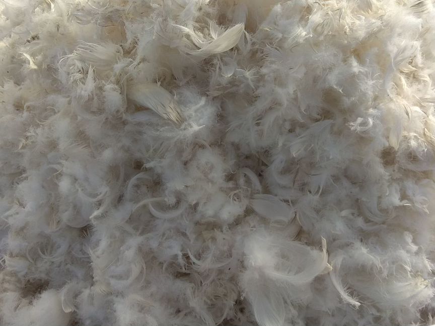 Гусиное перо