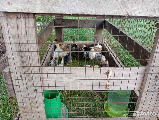 Цыплята подрощенные