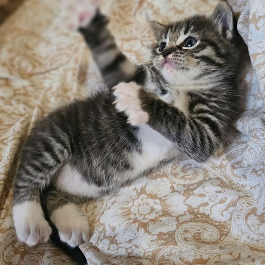 Русский голубой котёнок