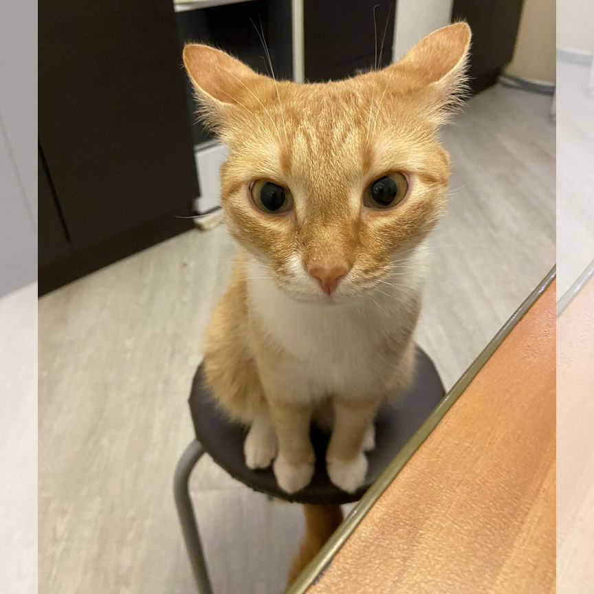 Взрослый кот в добрые руки