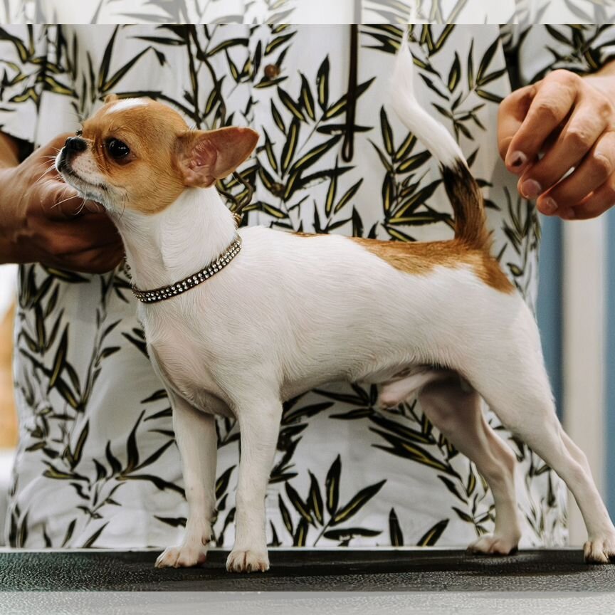 Чихуахуа мальчик