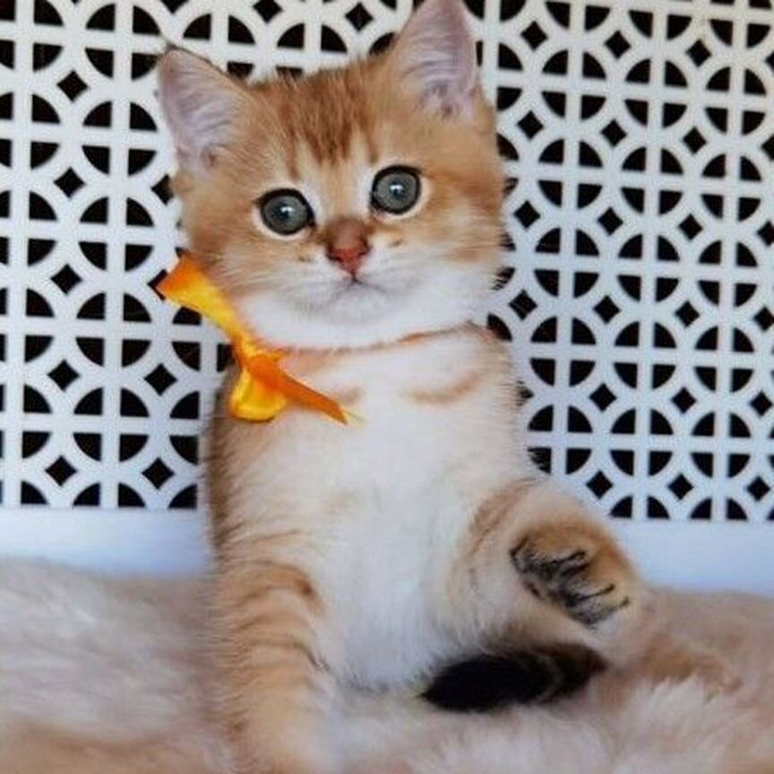 Британский золотой мальчуган