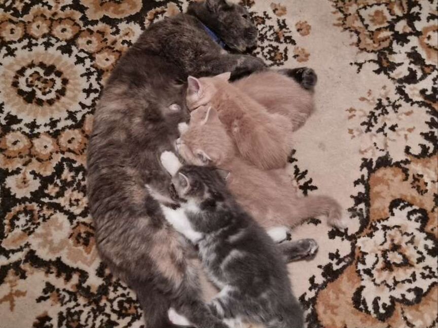 Котята