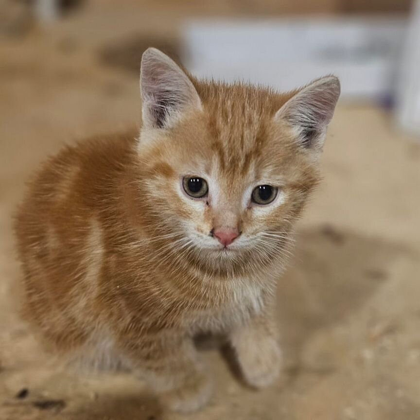 Котята в добрые руки бесплатно
