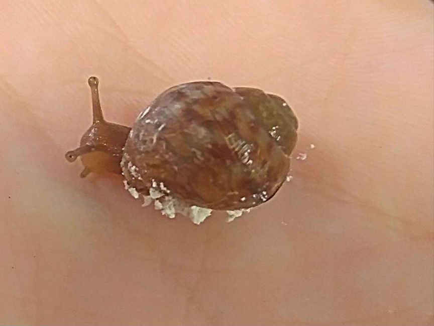 Улитки ахатины имакулята