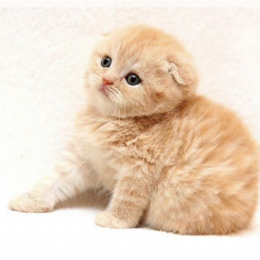 Шотландский вислоухий короткошёрстный котёнок