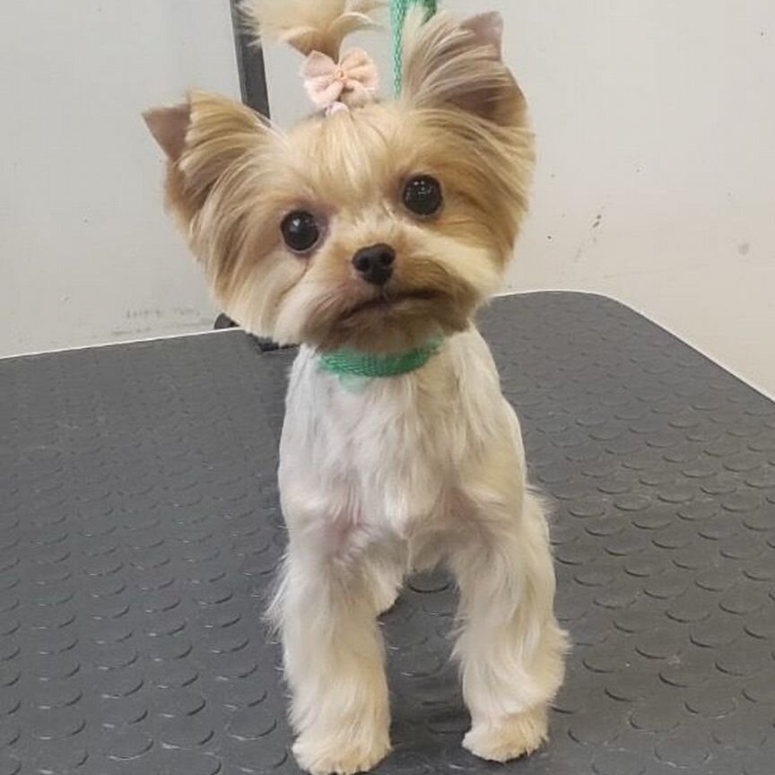 Йоркширский терьер, взрослая собака