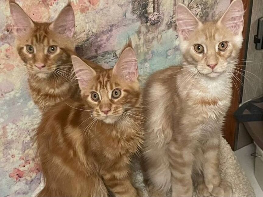 Котята "Мейнкунята" от родителей чемпионов