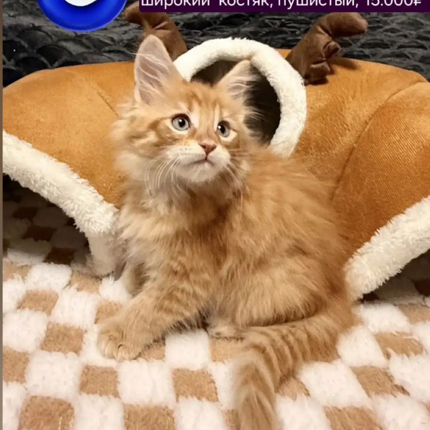 Мейн-кун котёнок