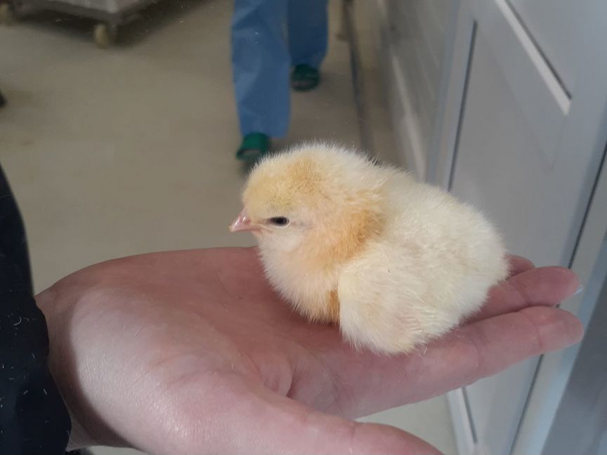 Тушки суточных цыплят на корм животным