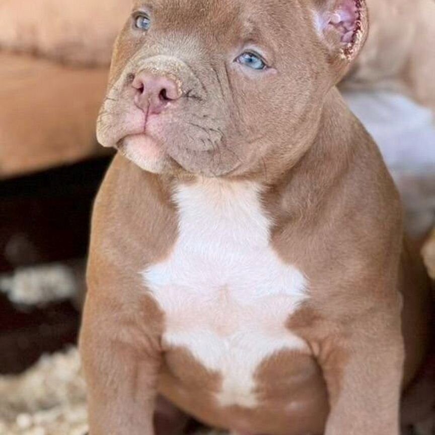 Аммериканский булли покет