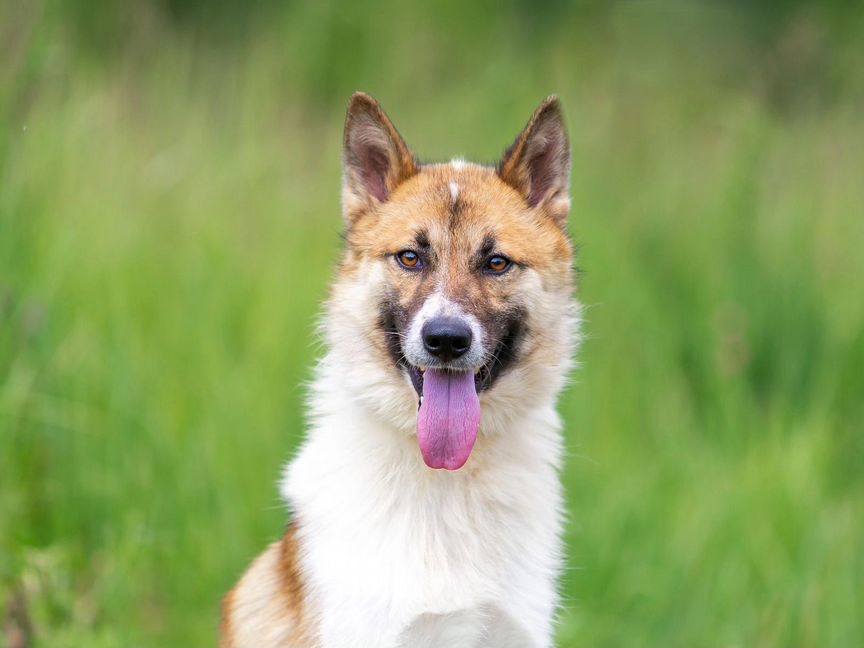 Красавица Сальма ждет хозяев