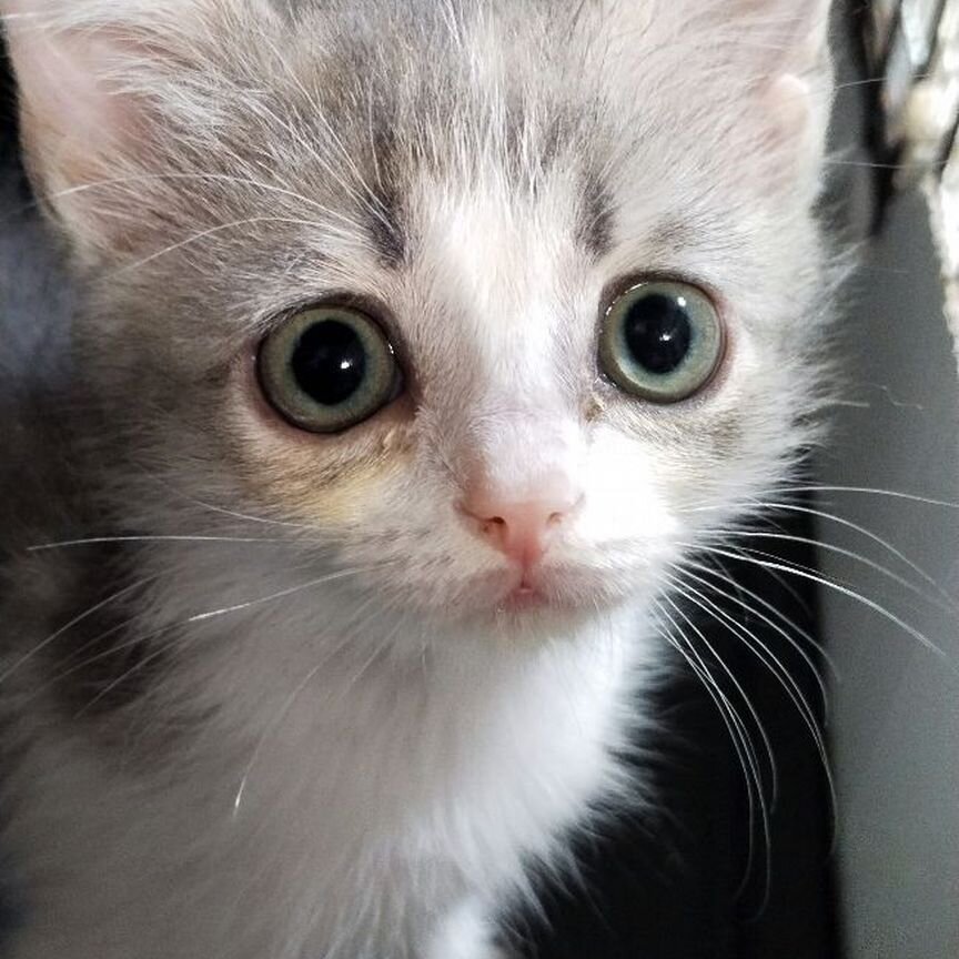 Котёнок