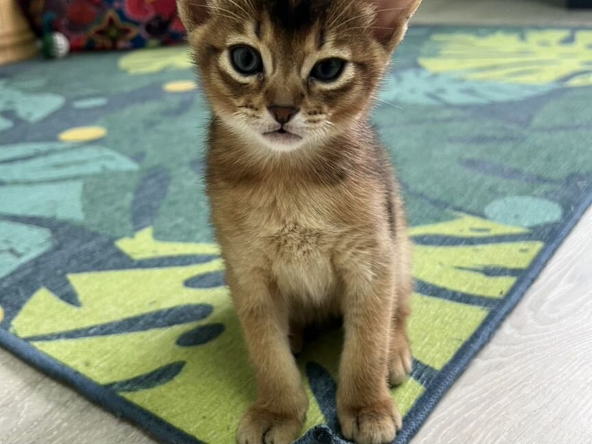 Абиссинская кошка