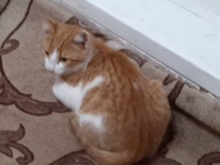 Котята в дар