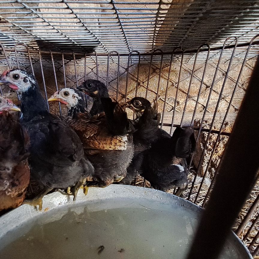 Домашние цыплята 6 шт