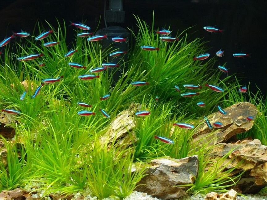 Аквариумные рыбки неоны