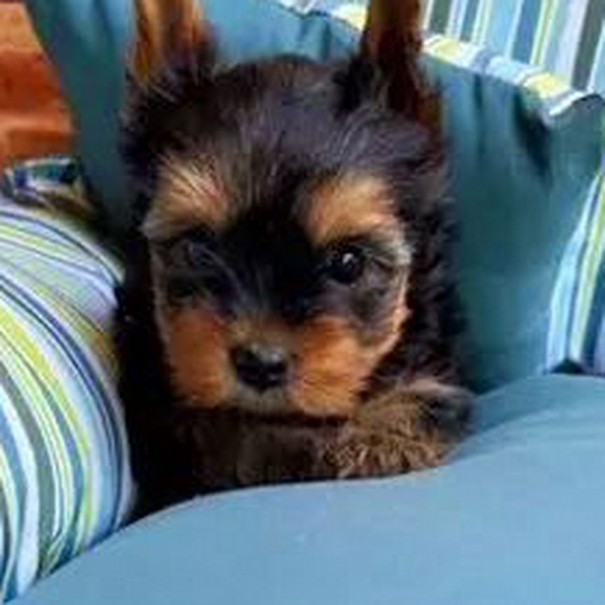 Щенки йоркширского терьера мини