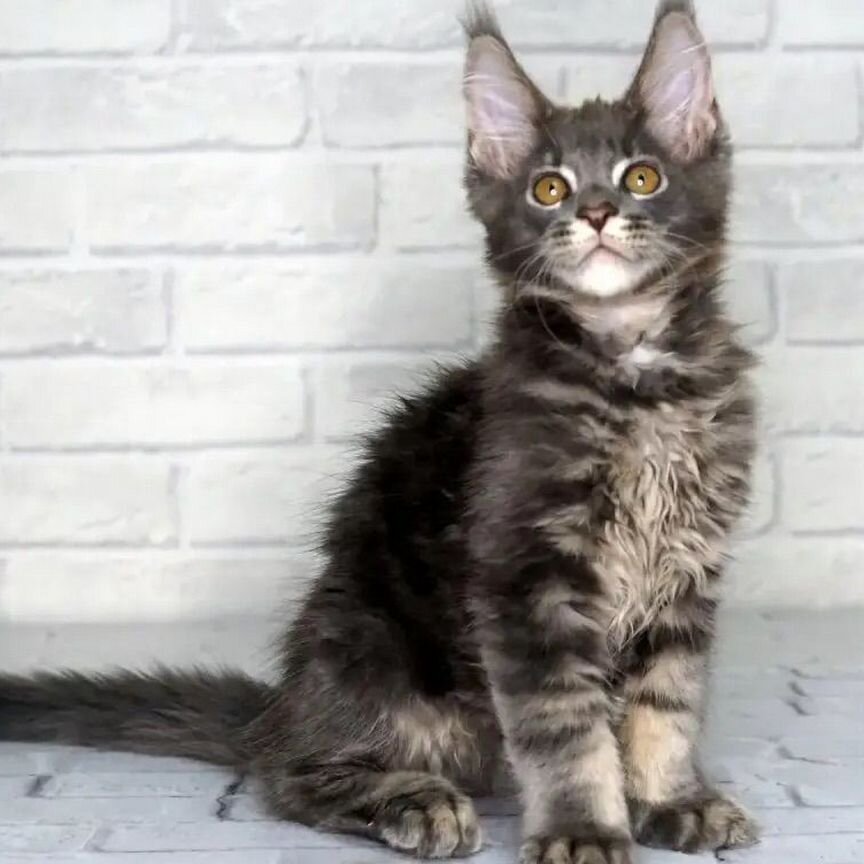Мейн-кун котёнок