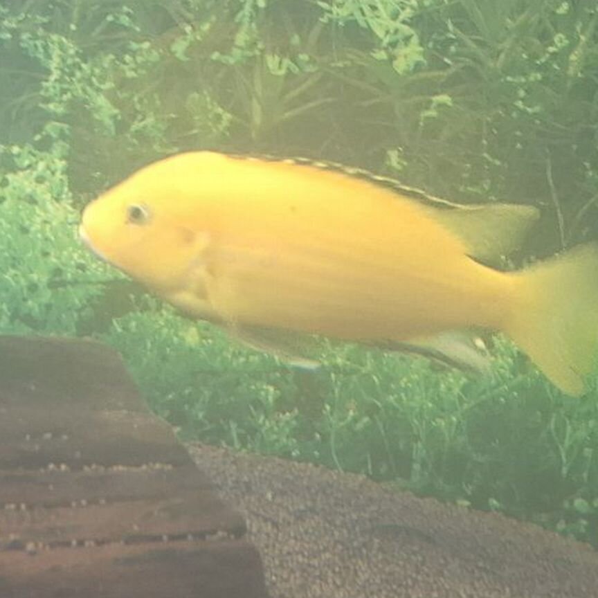 Цихлида Елоу