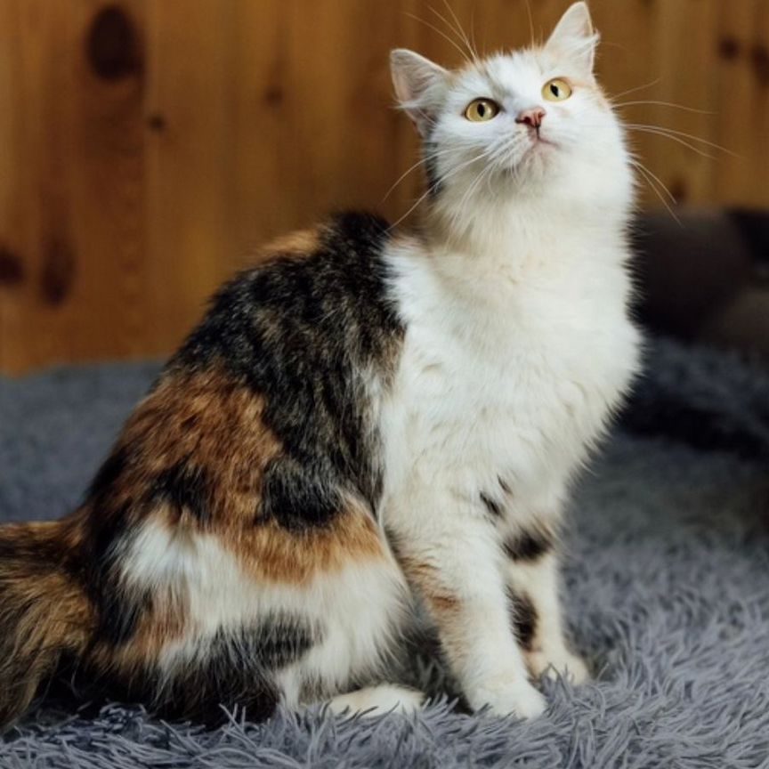 Очень красивая кошка