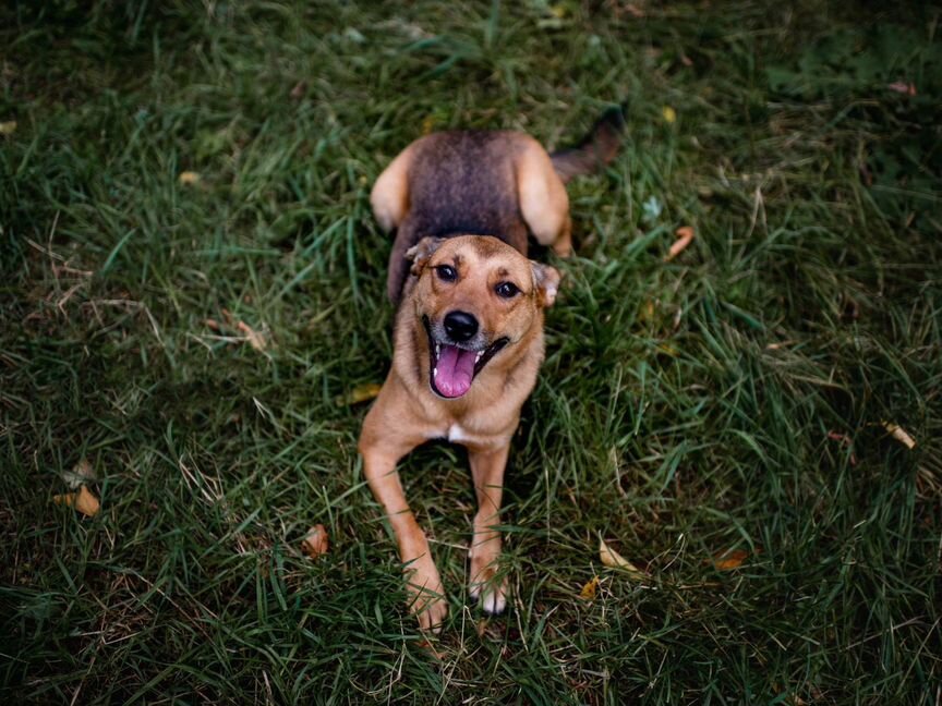 Пёс Твикс ищет дом