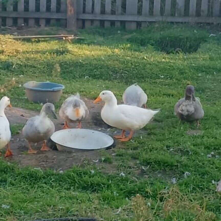 Утки, несушни