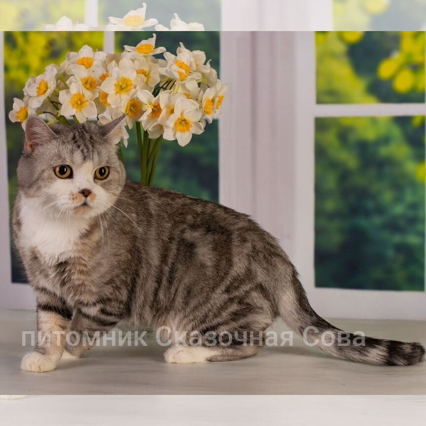Шотландская прямоухая кошка