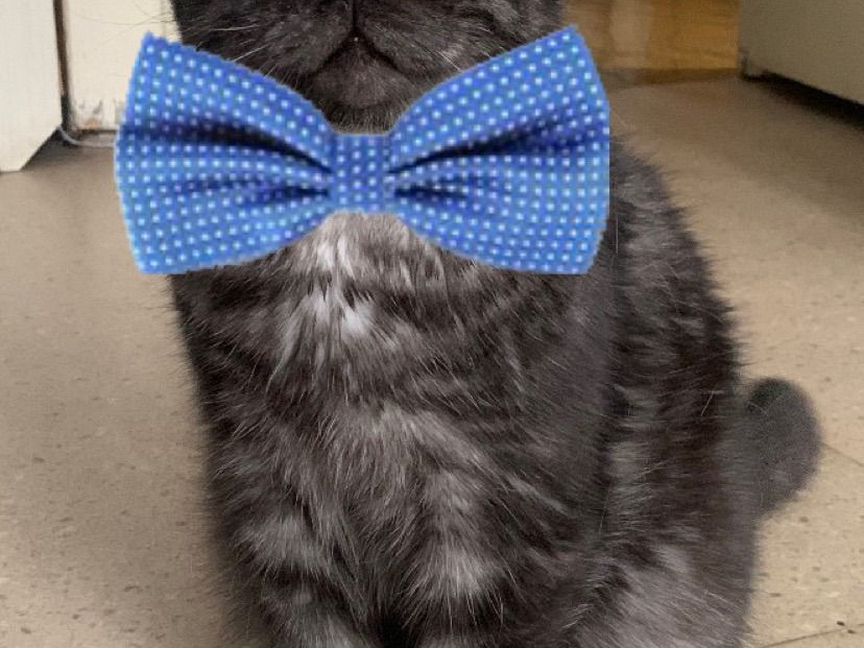 Британский котик