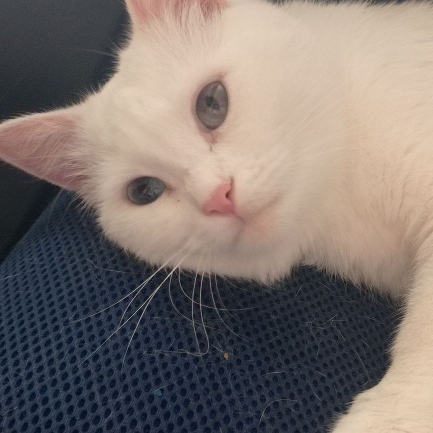 Кошка турецкая ангора