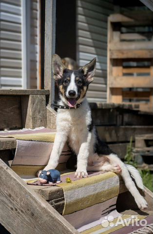 Я улыбаюсь вам, мама, папа. И жду вас в приюте