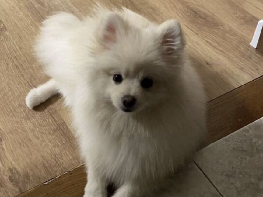 Померанский шпиц резерв