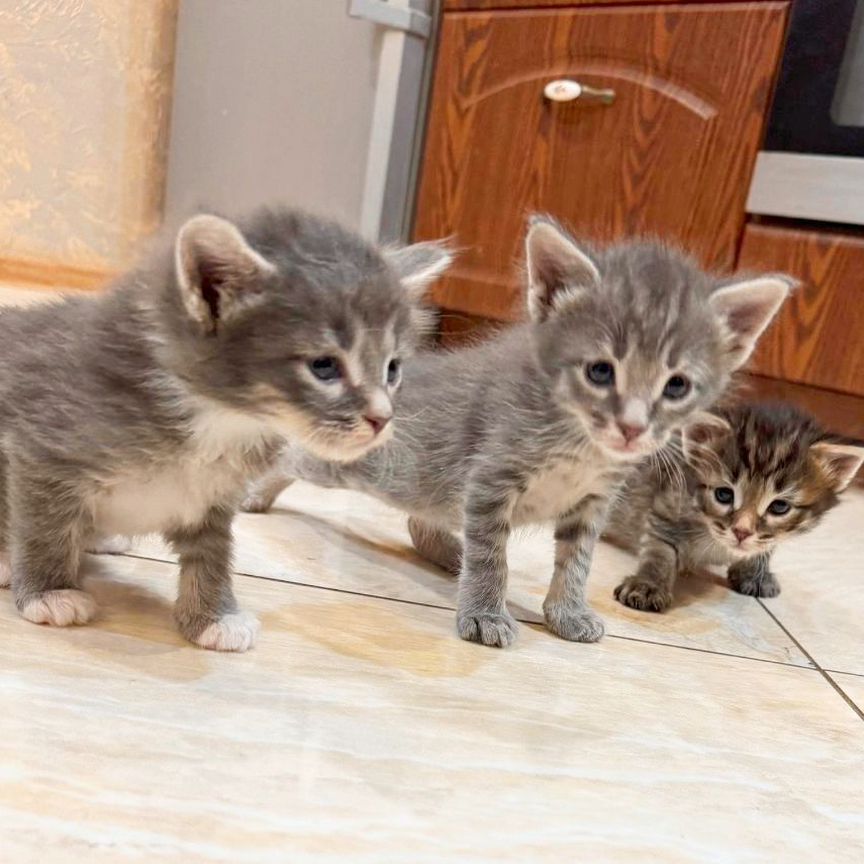 Котик мэйкун