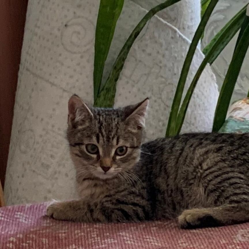 Игривые, мягенькие котята)