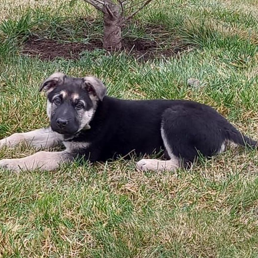 Продаю Восточно-европейскую овчарку(вео