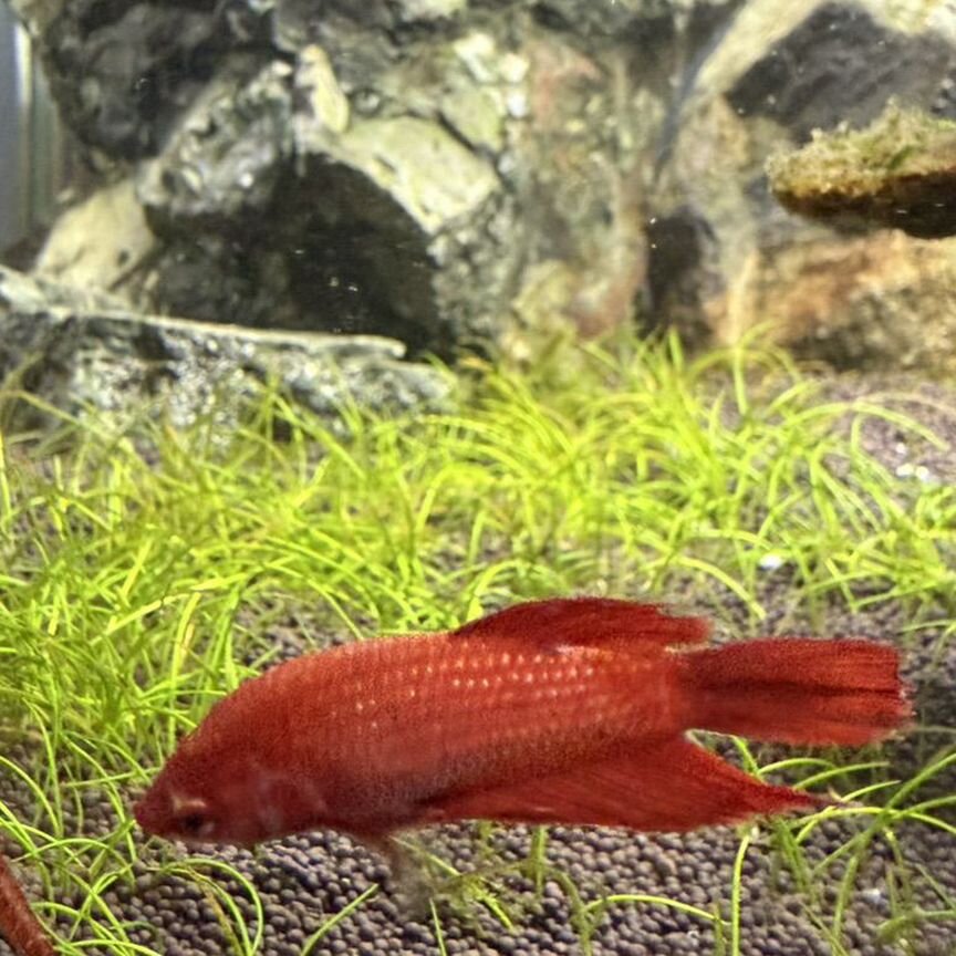 Самочка петушка