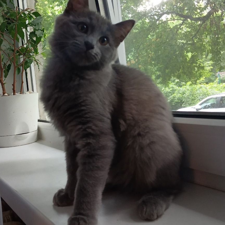 Котенок Ориентал   Британец девочка