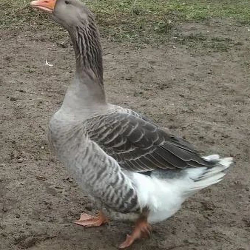 Гусак на племя